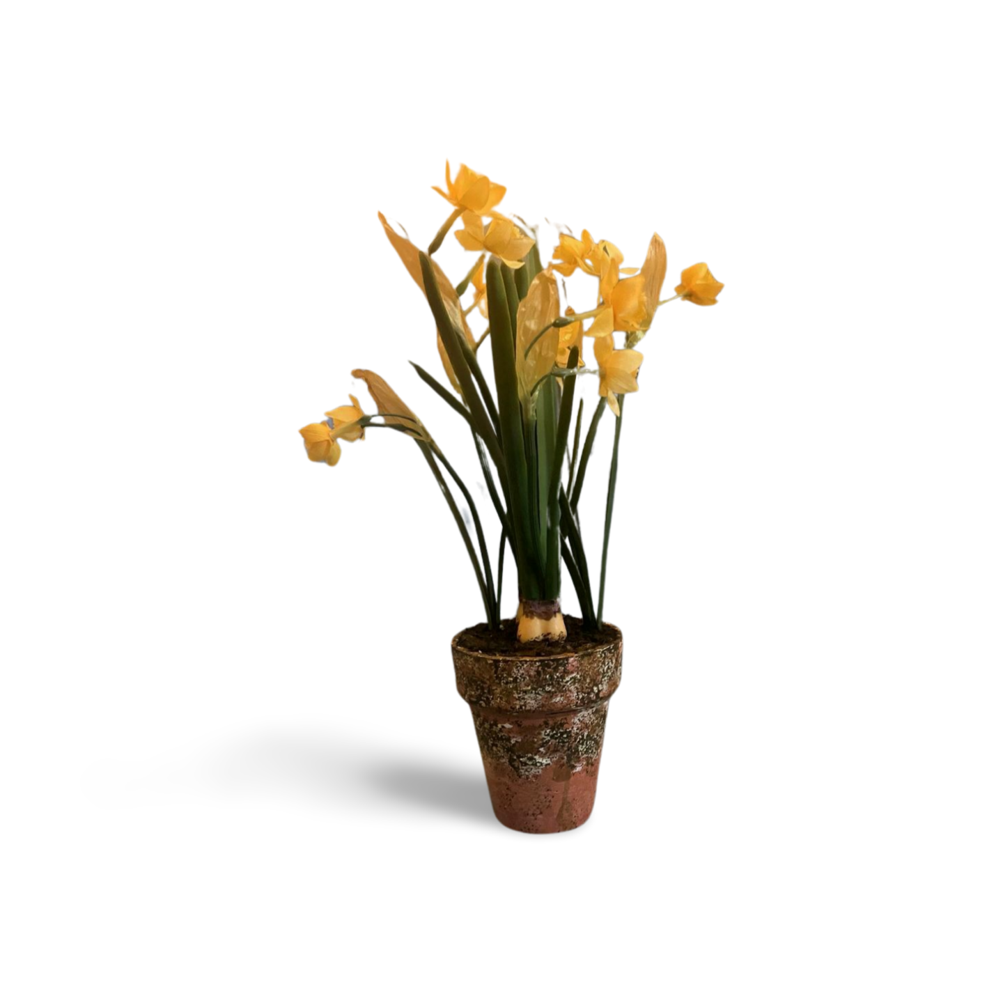 Daffodils - In Pot | Theatre Props Hire | Small Props & Set Dressing