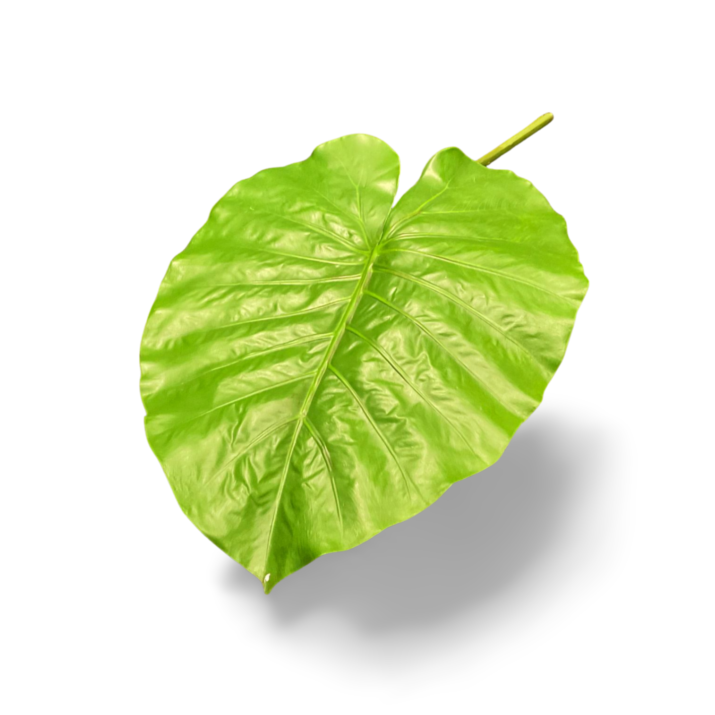 Fanning Leaf - Large | Theatre Props Hire | Small Props & Set Dressing
