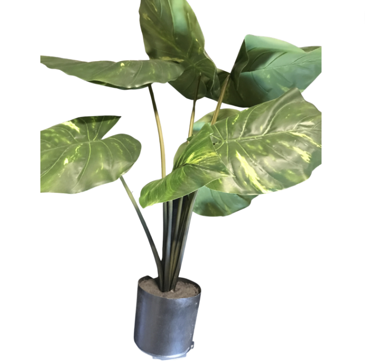 Yellow Patch Leaf Plant | Exquisite Interiors Co