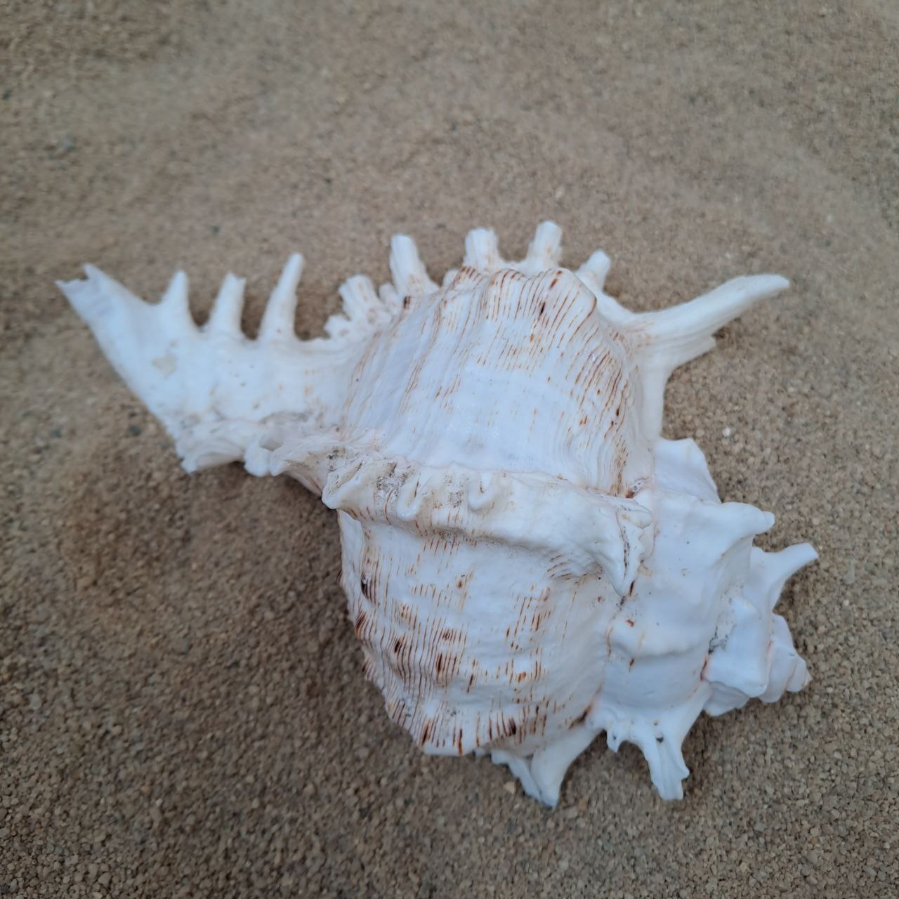 Giant Spikey Sea Shell | Bali Arts District
