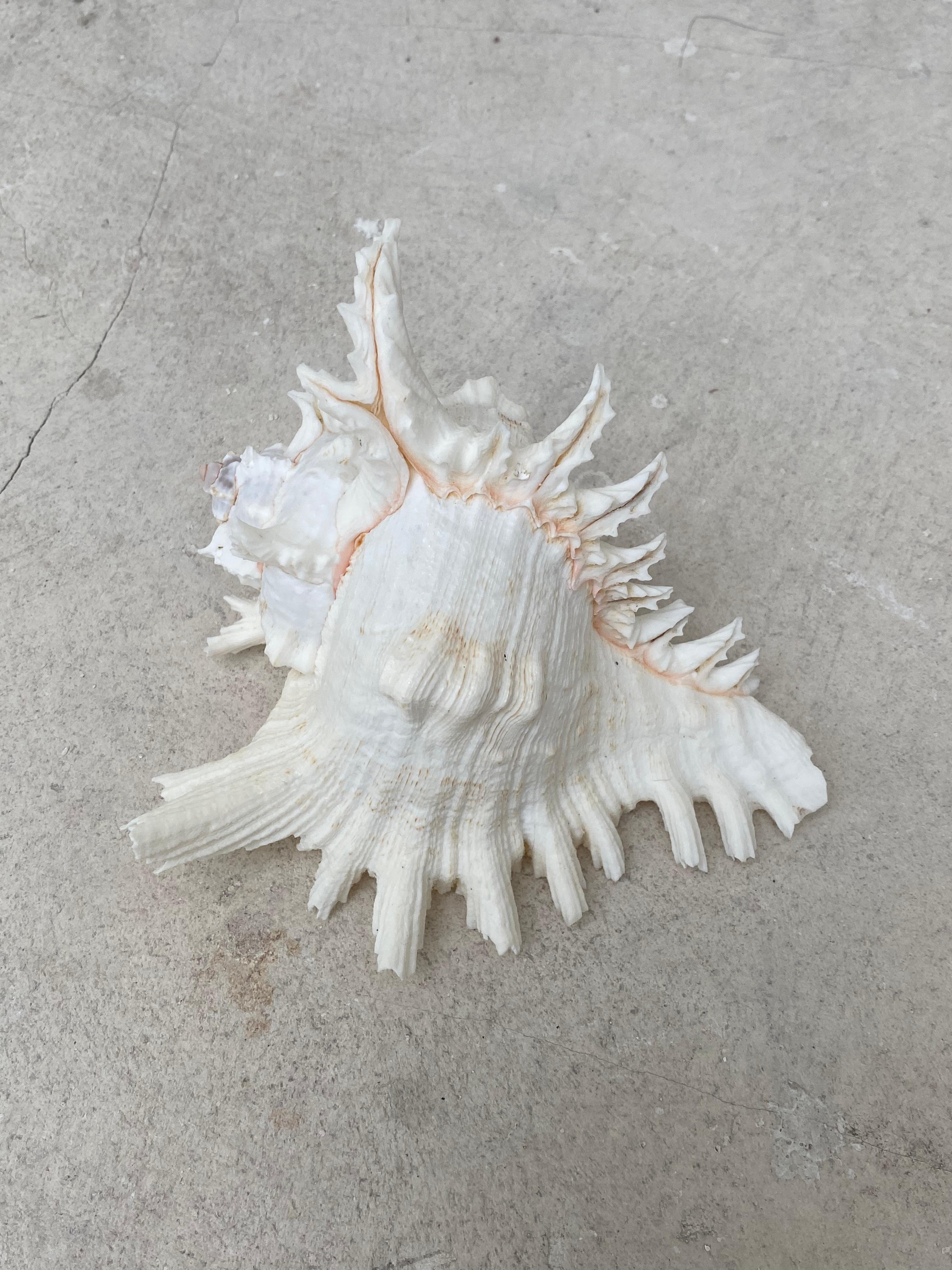 Spikey Sea Shell | Bali Arts District