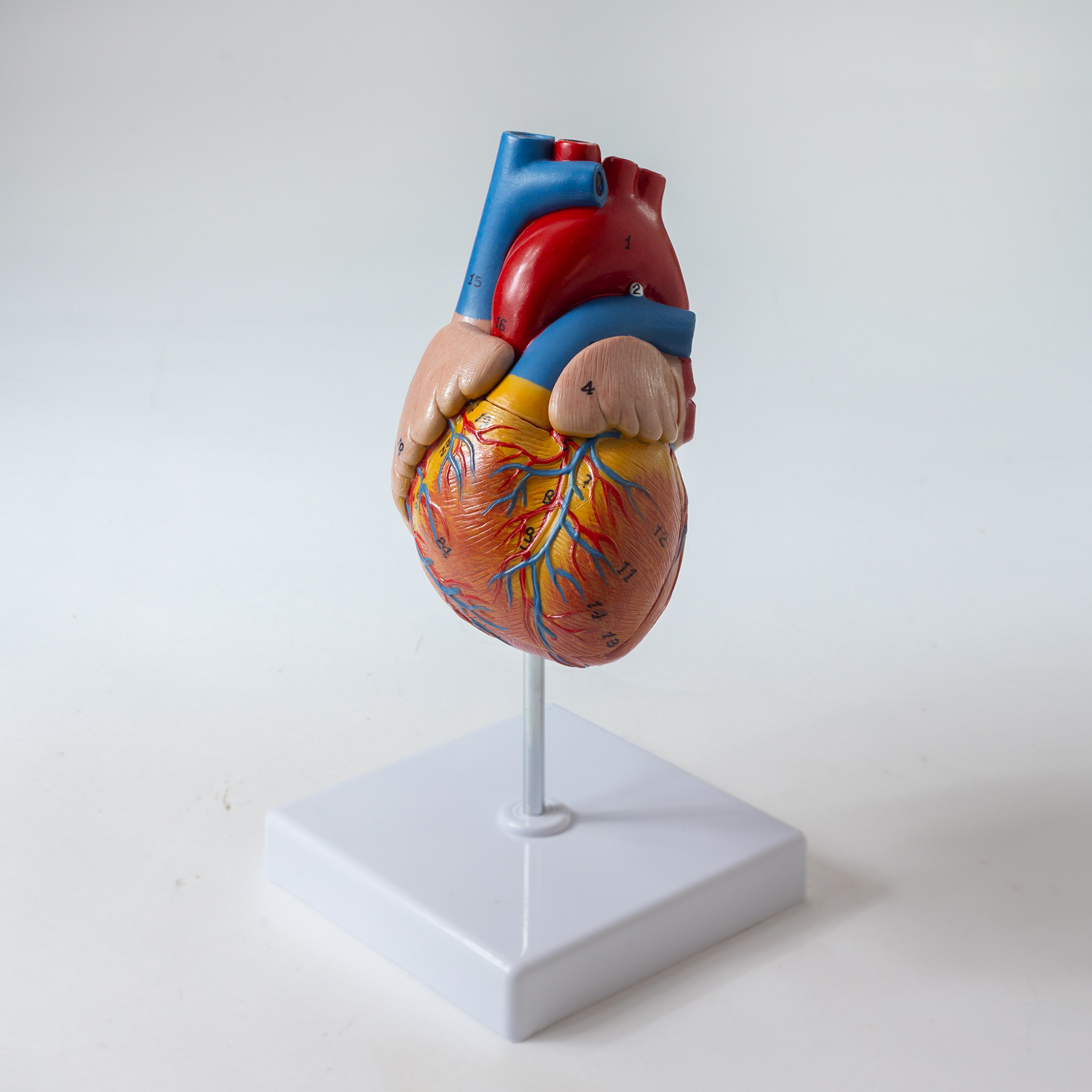 Science Heart Model on Plastic White Stand | Prop Haulin