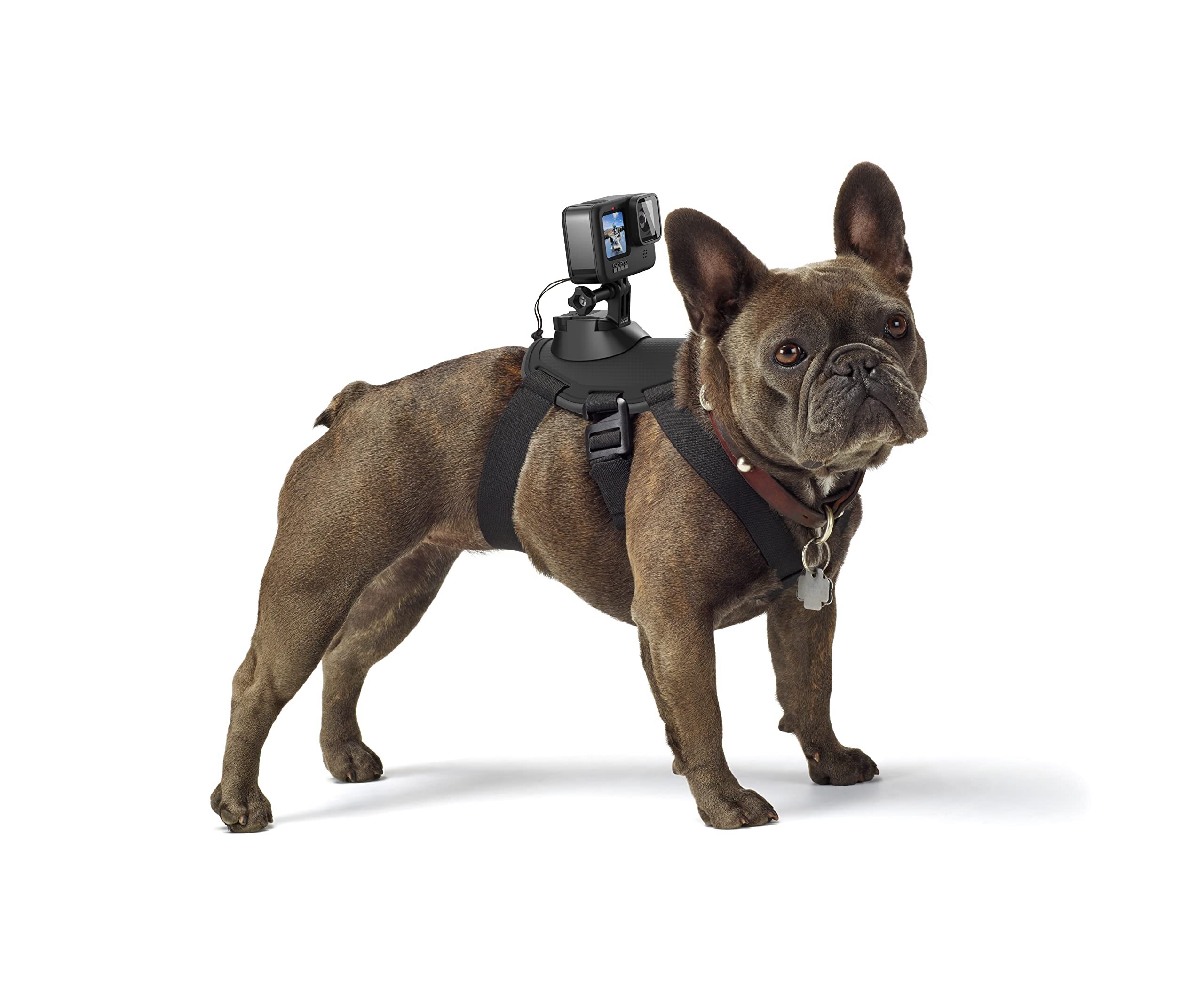 Rent GoPro Fetch Dog Harness | Rent Camera Gear in Singapore | Live ...