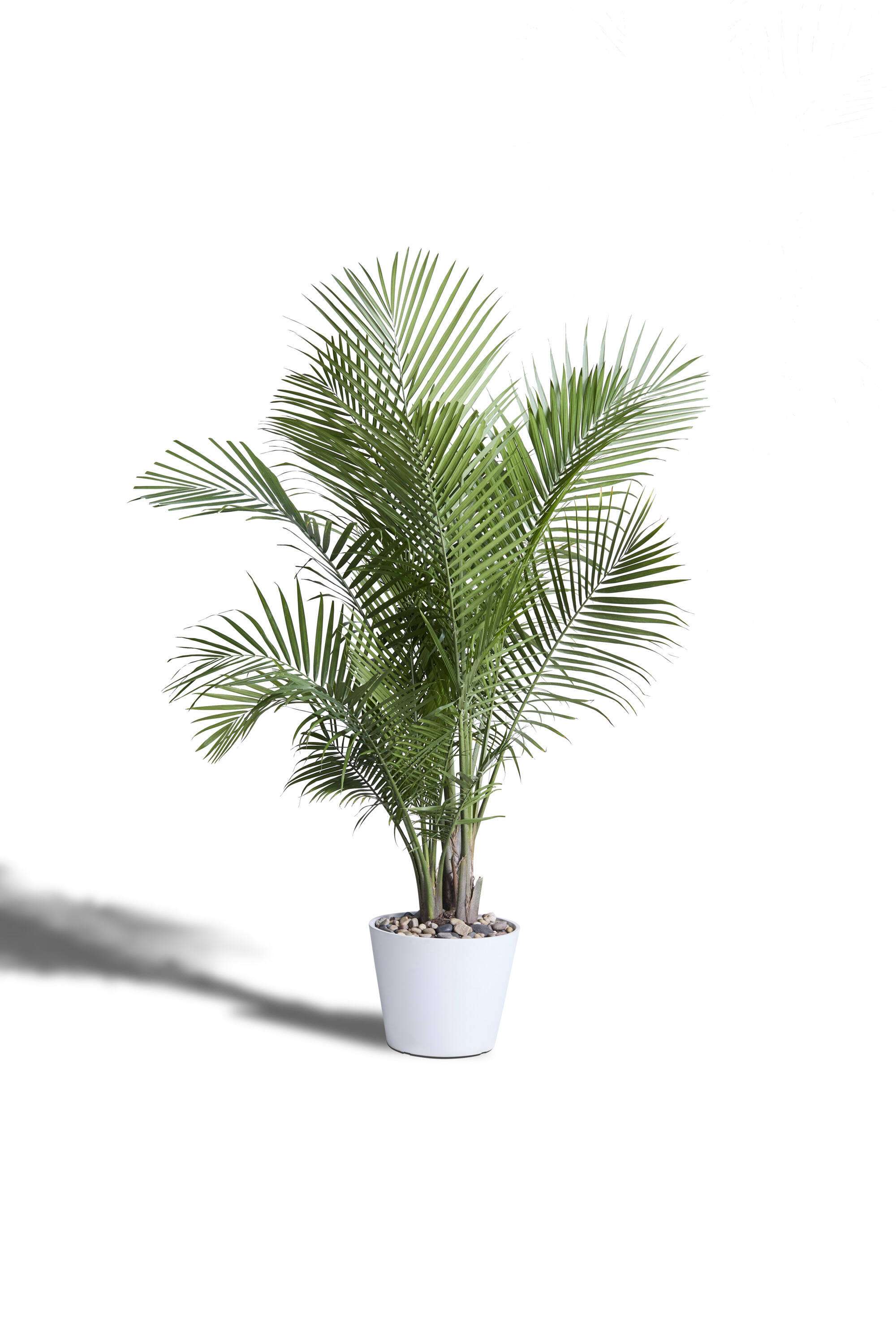 Palm - plant rental | Analog Plant Rentals