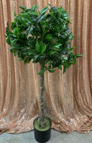 4ft Tall Green Bay Tree | Enchanted Weddings & Events Prop Rentals at ...